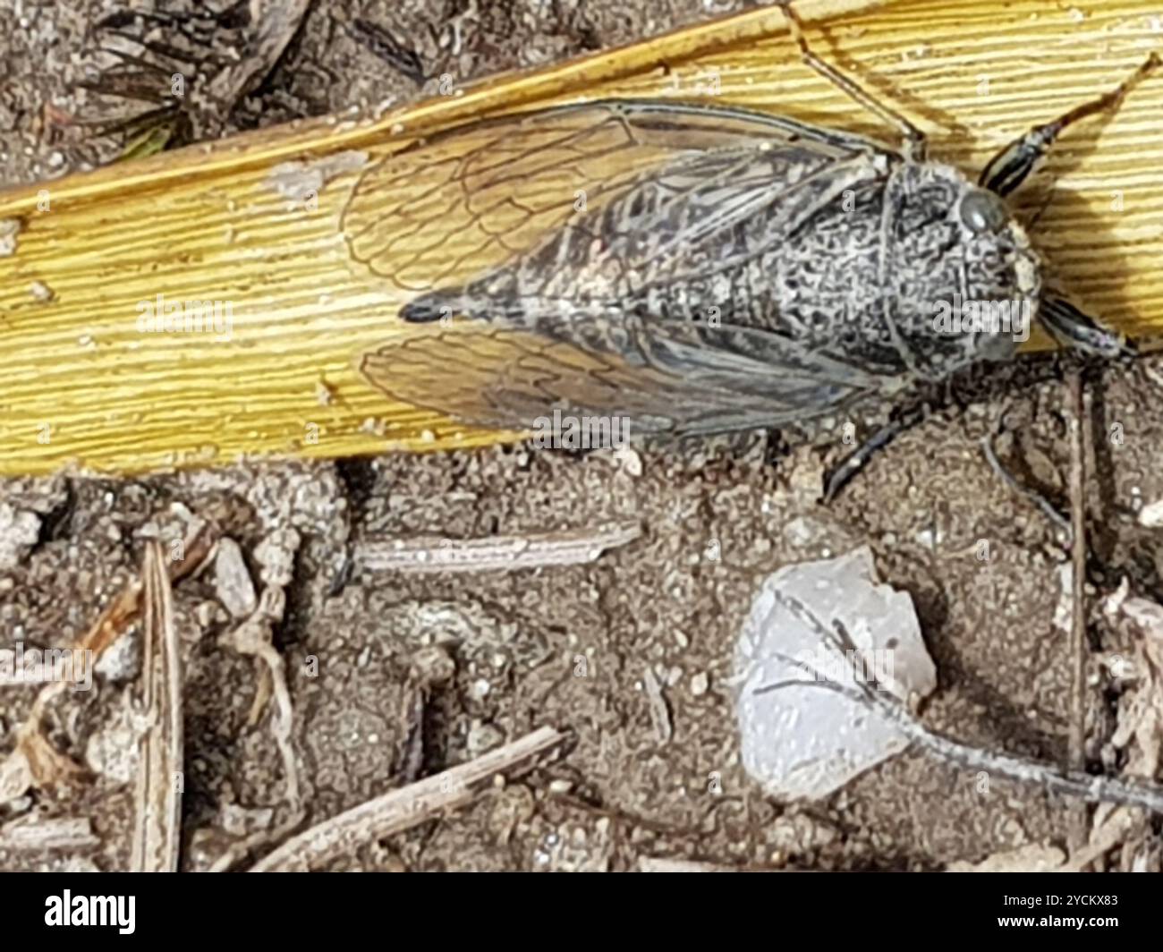 Black Cicadas (Maoricicada) Insecta Stock Photo - Alamy
