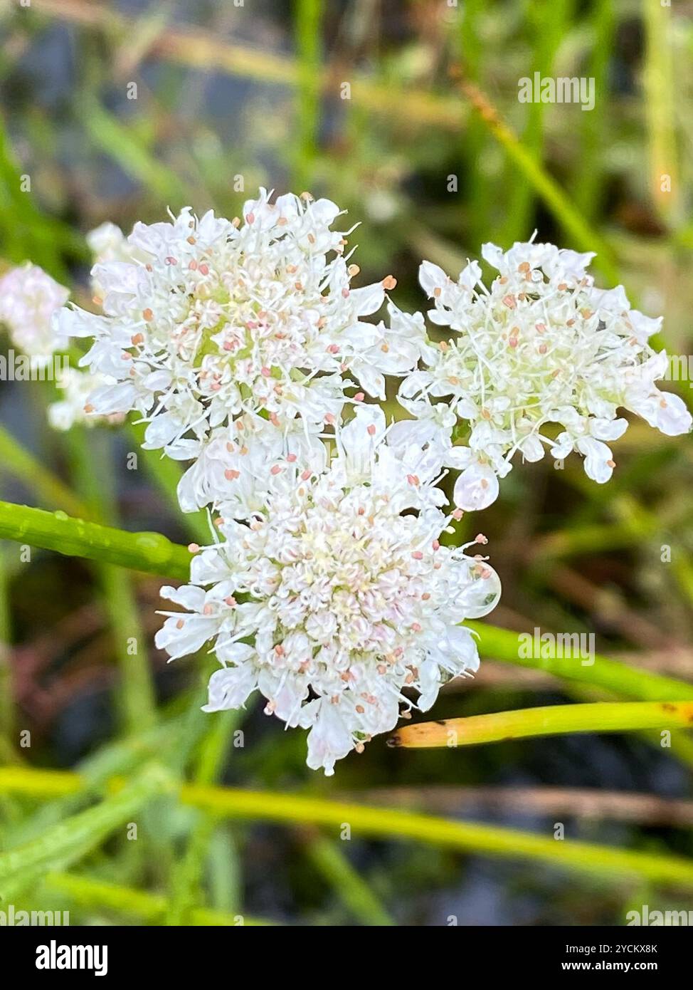 Tubular Water-dropwort (Oenanthe fistulosa) Plantae Stock Photo - Alamy