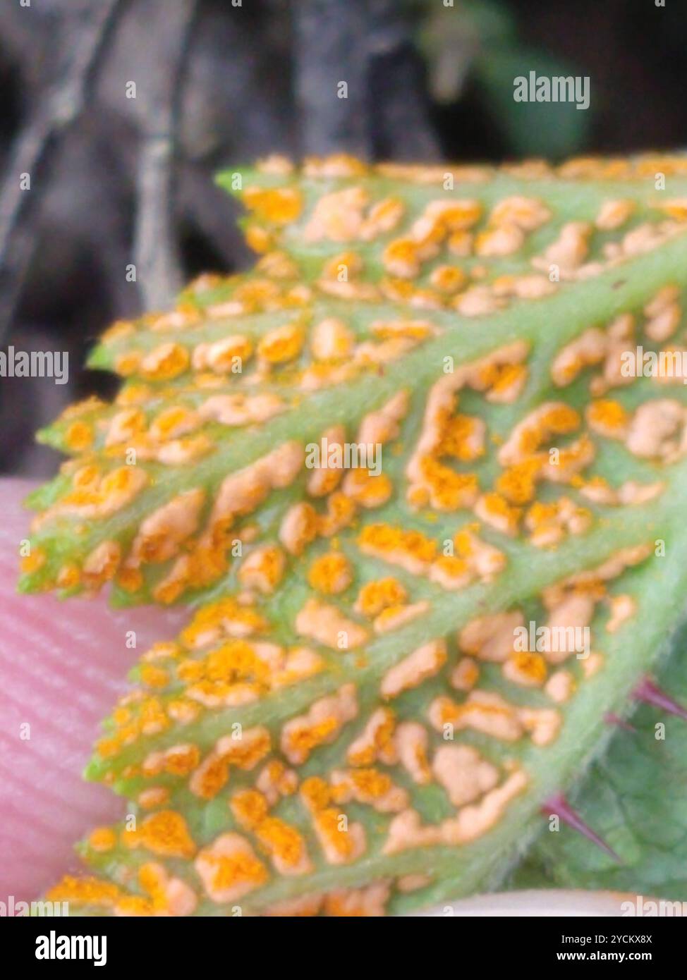 rust fungi (Pucciniales) Fungi Stock Photo - Alamy