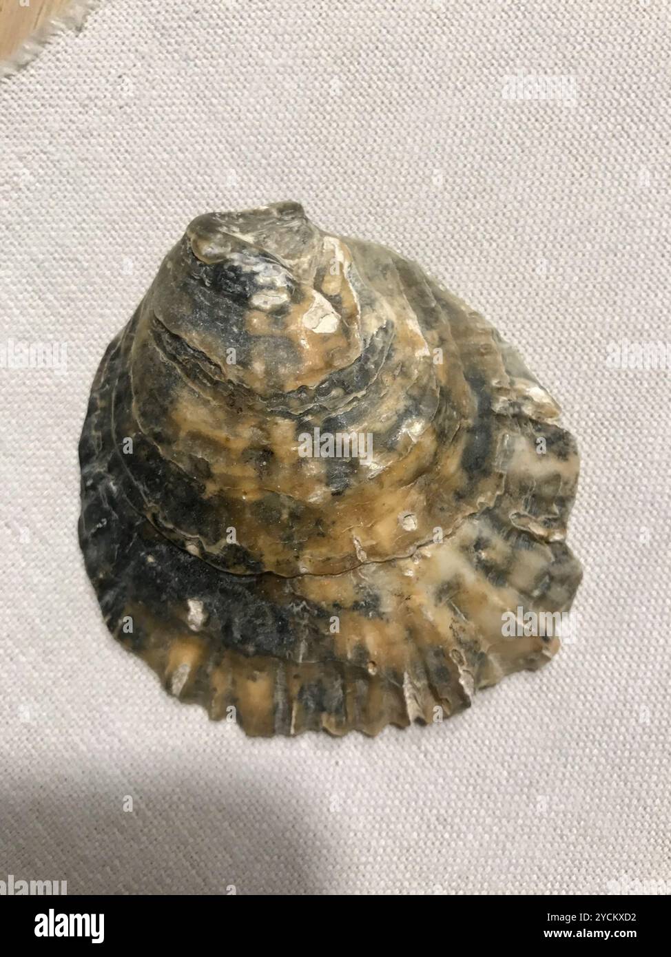 European Flat Oyster (Ostrea edulis) Mollusca Stock Photo - Alamy