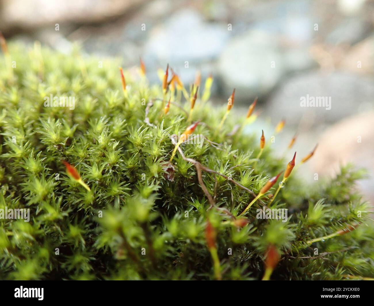 Yellow Fringe-moss (Racomitrium aciculare) Plantae Stock Photo - Alamy