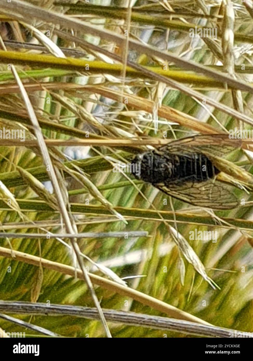 Black Cicadas (Maoricicada) Insecta Stock Photo - Alamy