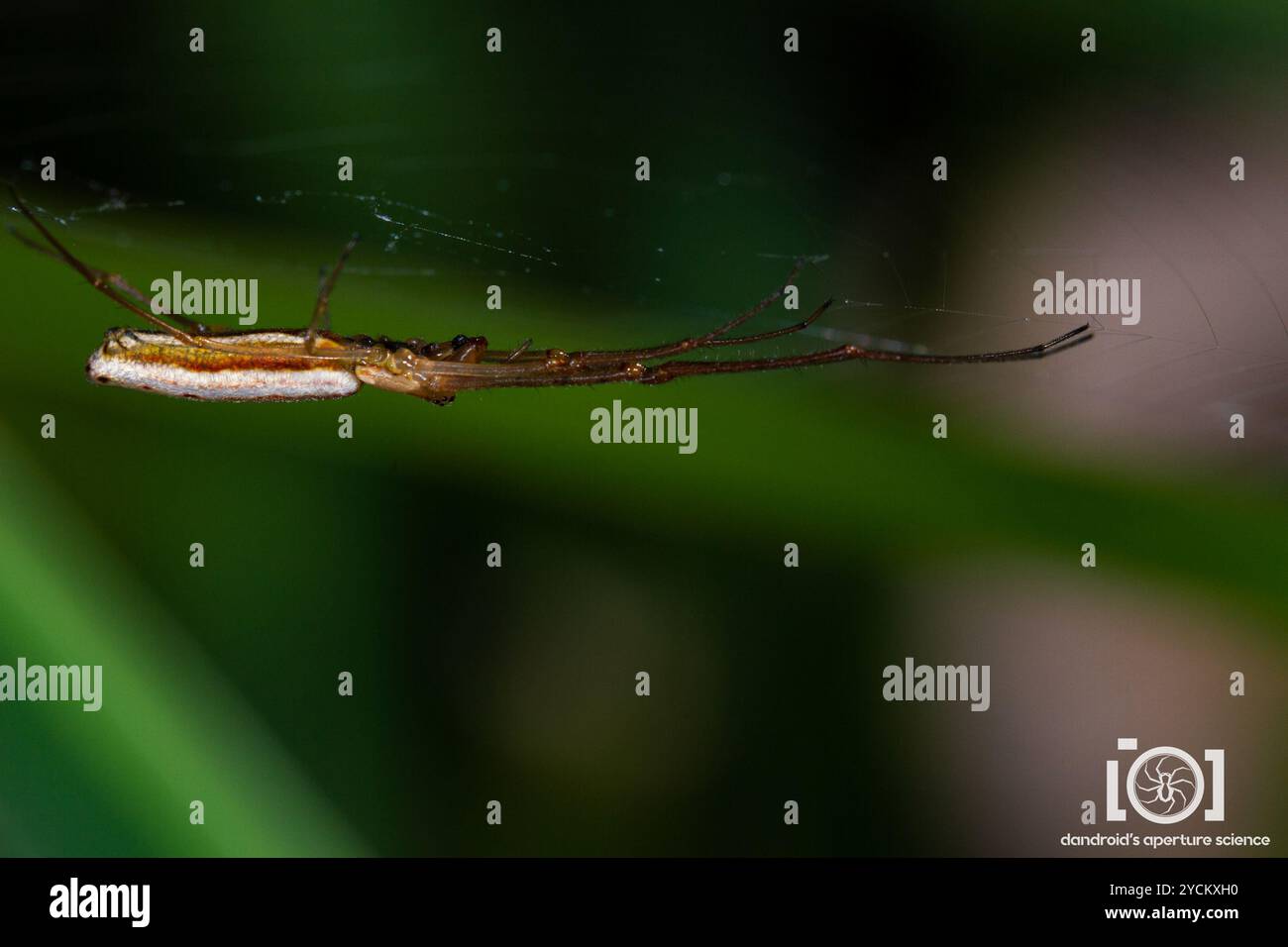 Stretch Spiders (Tetragnatha) Arachnida Stock Photo - Alamy
