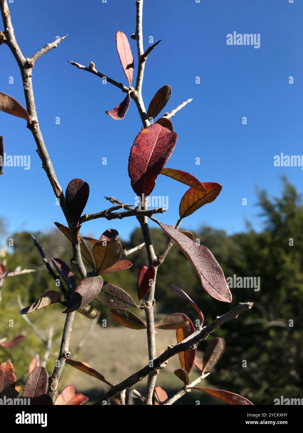 Gum bumelia (Sideroxylon lanuginosum) Plantae Stock Photo - Alamy