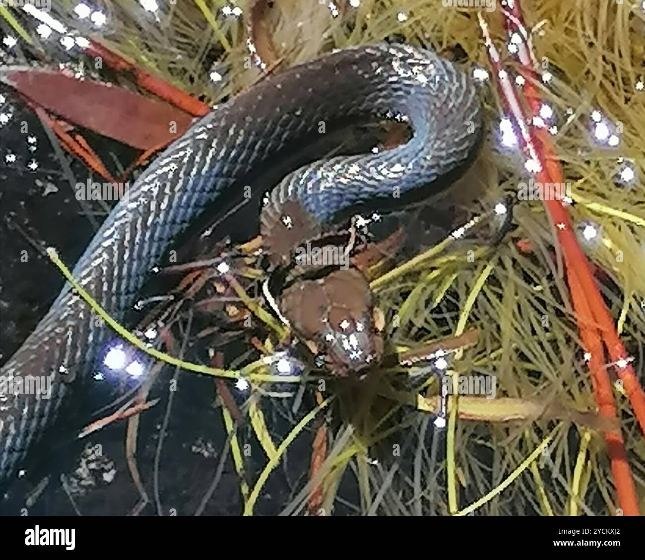 Common Brown Water Snake (Lycodonomorphus rufulus) Reptilia Stock Photo ...