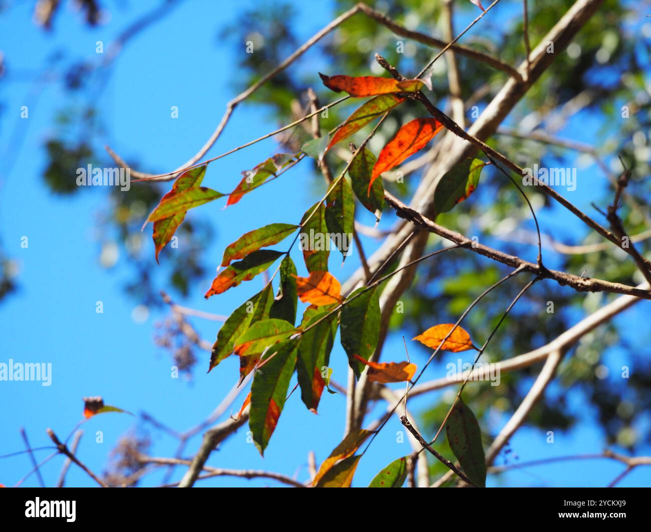 Japanese wax tree (Toxicodendron succedaneum) Plantae Stock Photo - Alamy