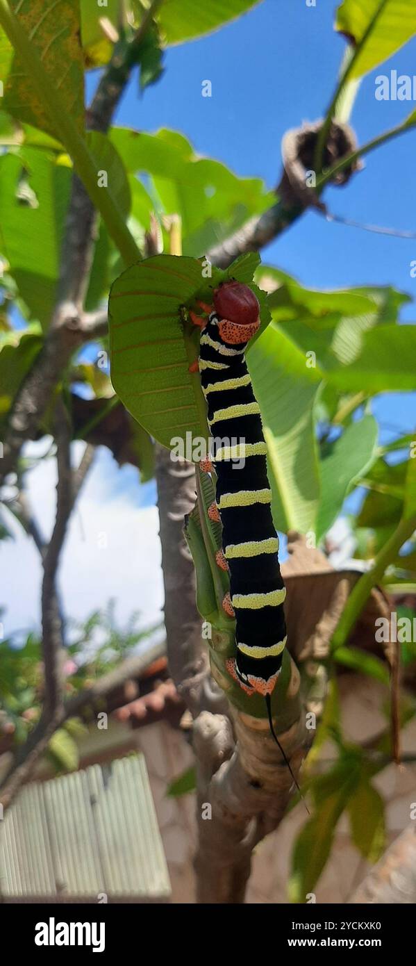Tetrio Sphinx (Pseudosphinx tetrio) Insecta Stock Photo - Alamy