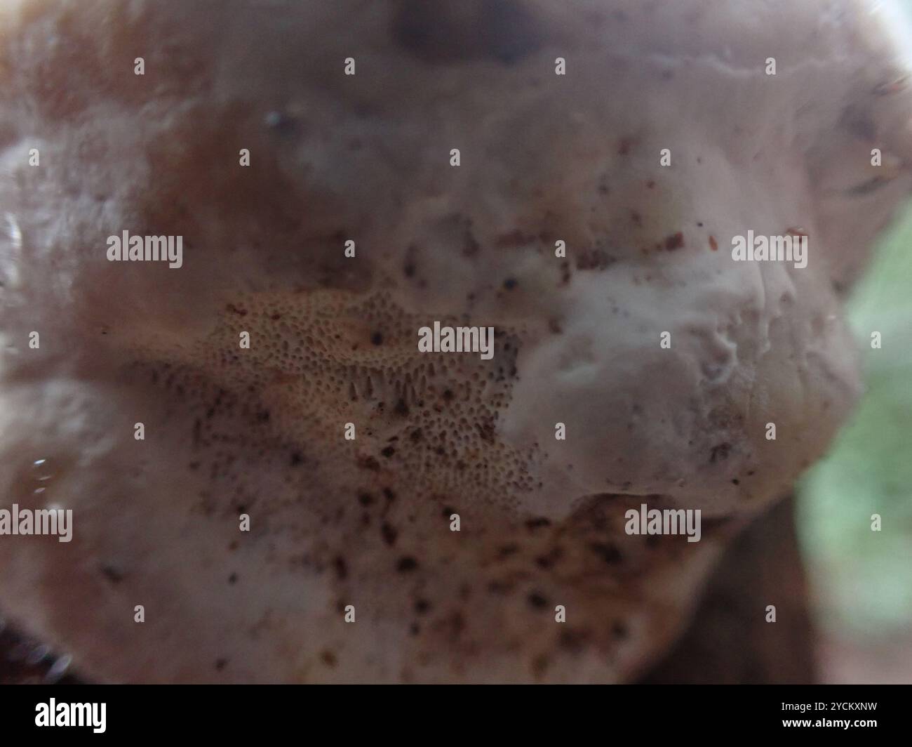 Red-banded Conks (Fomitopsis pinicola) Fungi Stock Photo - Alamy