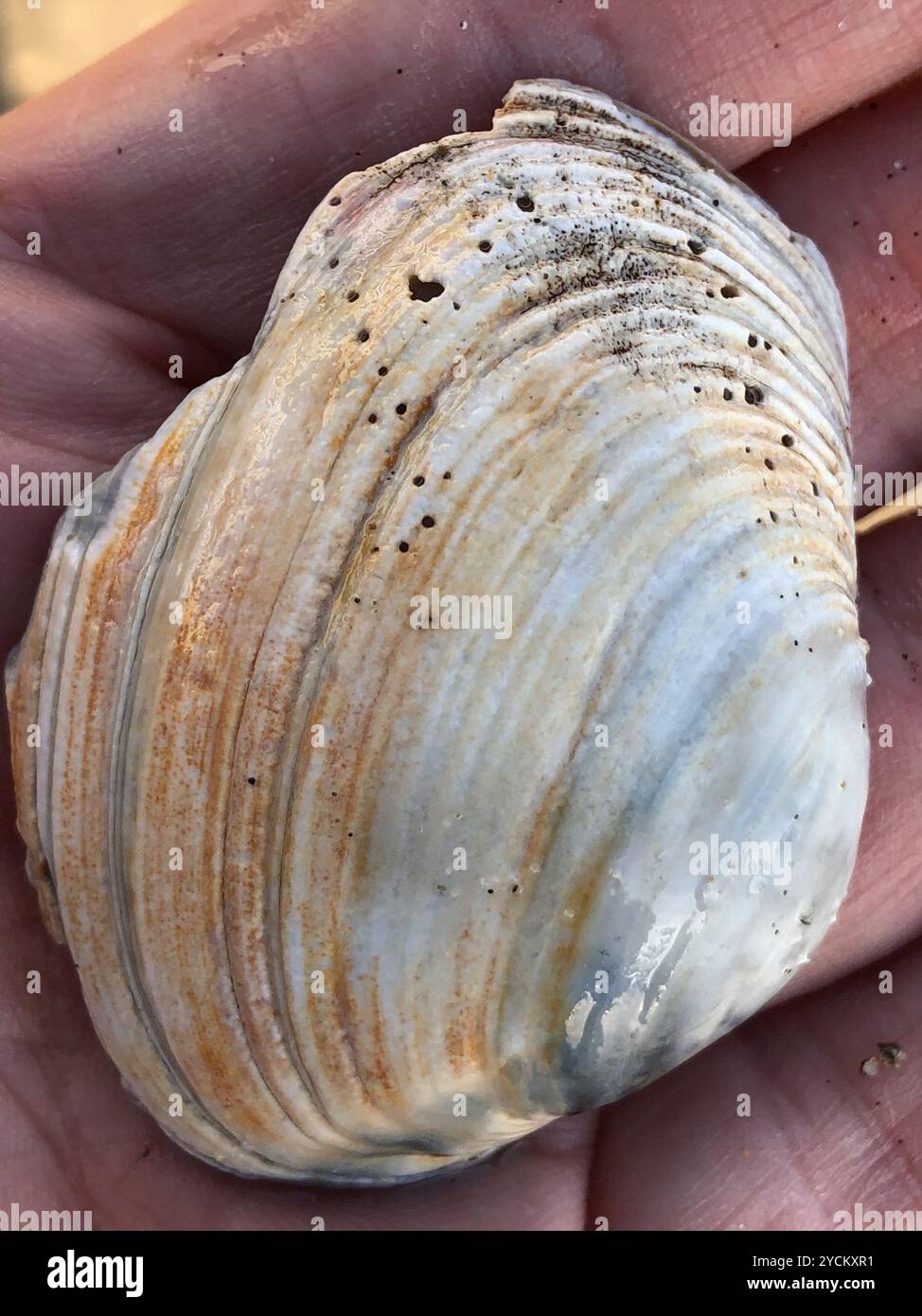 California Butterclam (Saxidomus nuttalli) Mollusca Stock Photo - Alamy