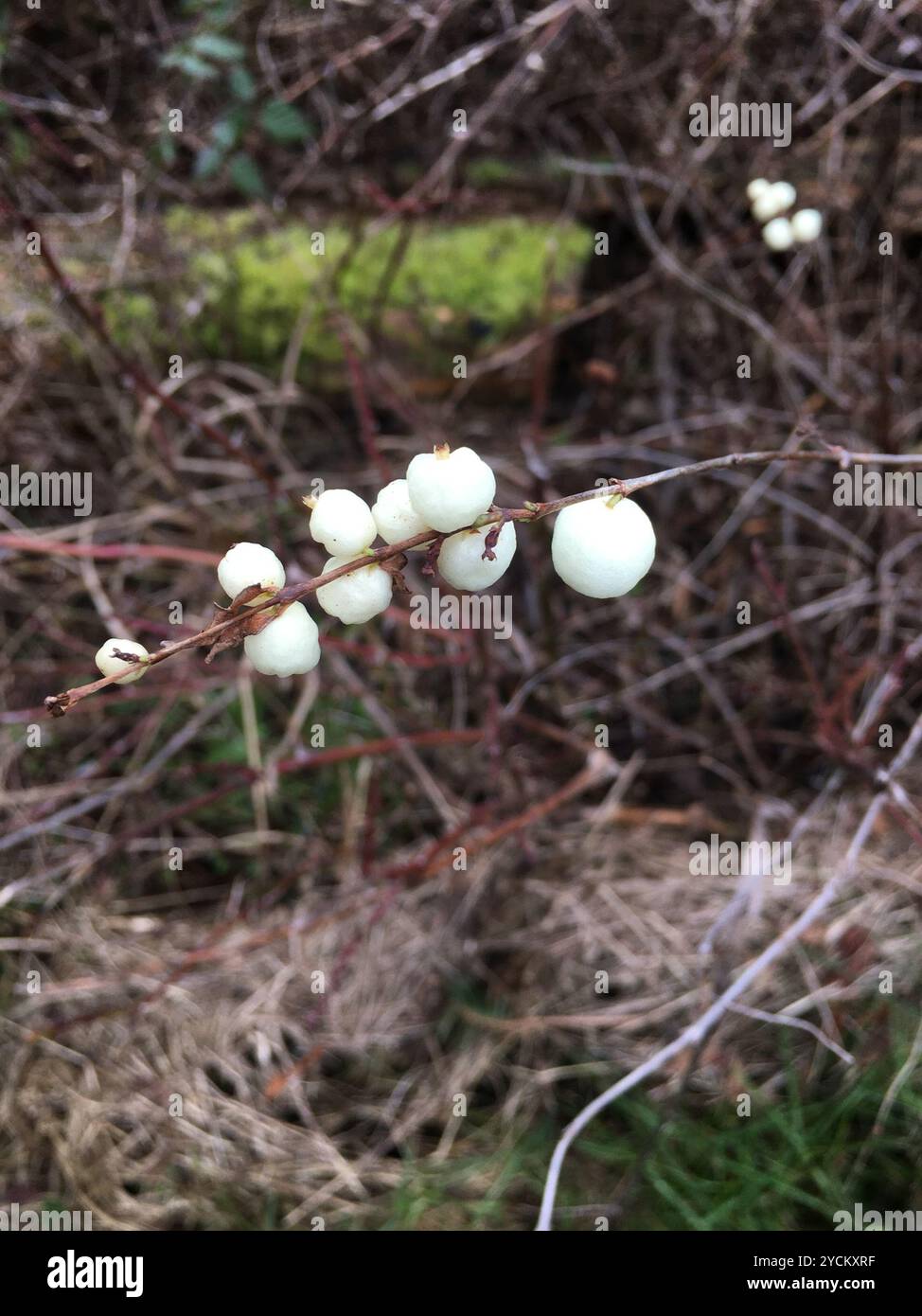 Common Snowberry (Symphoricarpos albus) Plantae Stock Photo - Alamy