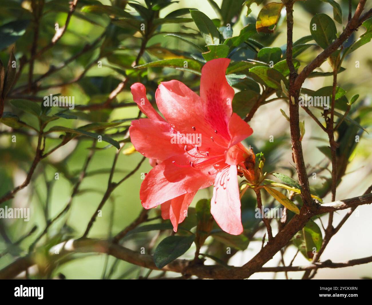 Red Azalea (Rhododendron simsii) Plantae Stock Photo - Alamy