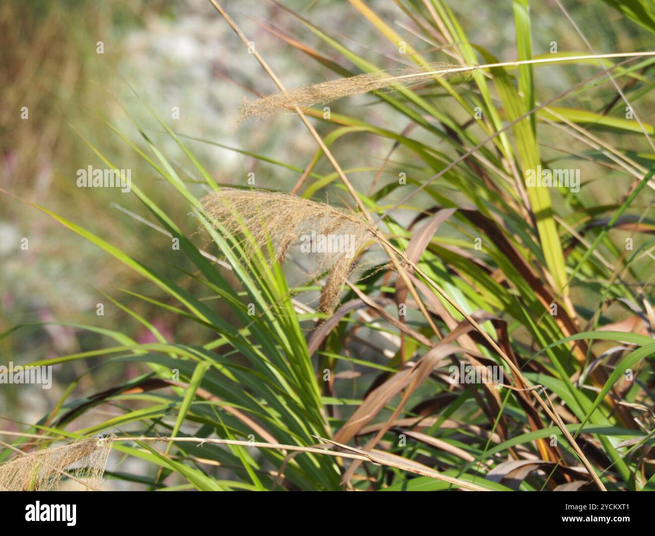 Chinese silver grass (Miscanthus sinensis) Plantae Stock Photo - Alamy