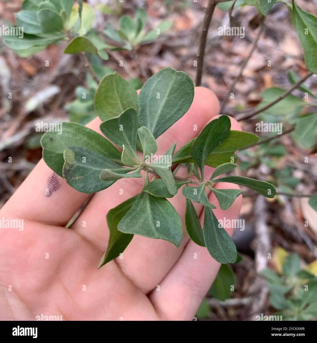 garberia (Garberia heterophylla) Plantae Stock Photo - Alamy