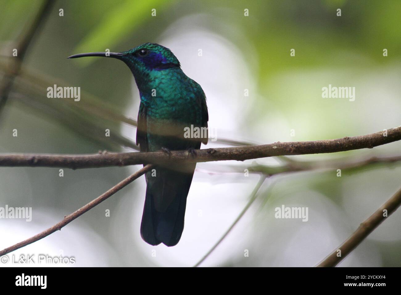 Lesser Violetear (Colibri cyanotus) Aves Stock Photo - Alamy