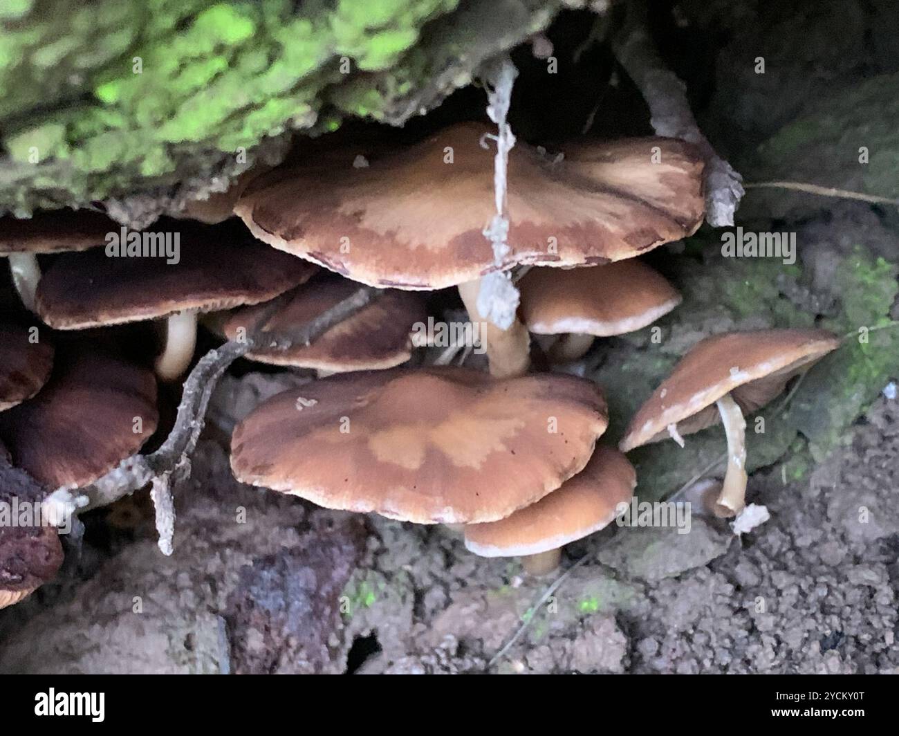 Common Stump Brittlestem (Psathyrella piluliformis) Fungi Stock Photo ...