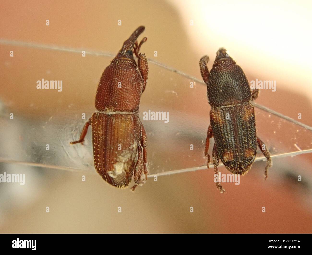 Grain Weevils (Sitophilus) Insecta Stock Photo - Alamy