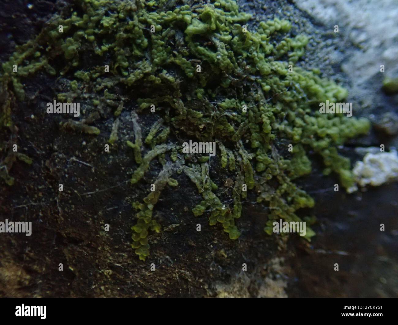 Flat-leaved Scalewort (Radula complanata) Plantae Stock Photo - Alamy