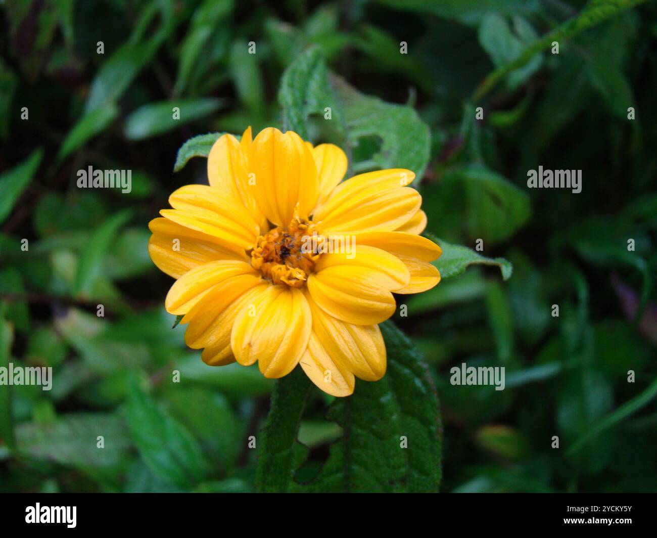 trailing daisy (Sphagneticola trilobata) Plantae Stock Photo - Alamy