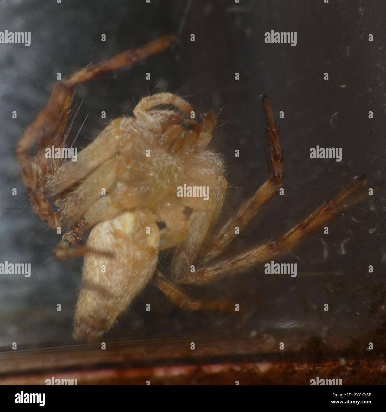 (Oxyopes schenkeli) Arachnida Stock Photo - Alamy