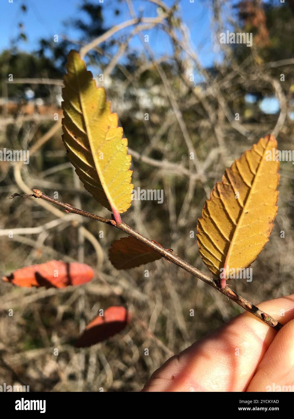 Cedar Elm (Ulmus crassifolia) Plantae Stock Photo - Alamy
