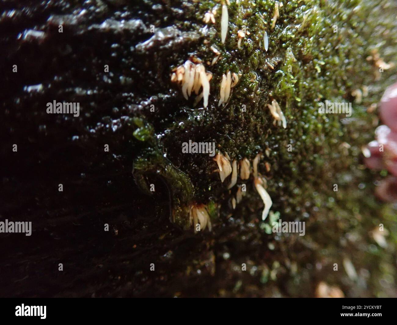 icicle spine (Mucronella pendula) Fungi Stock Photo - Alamy