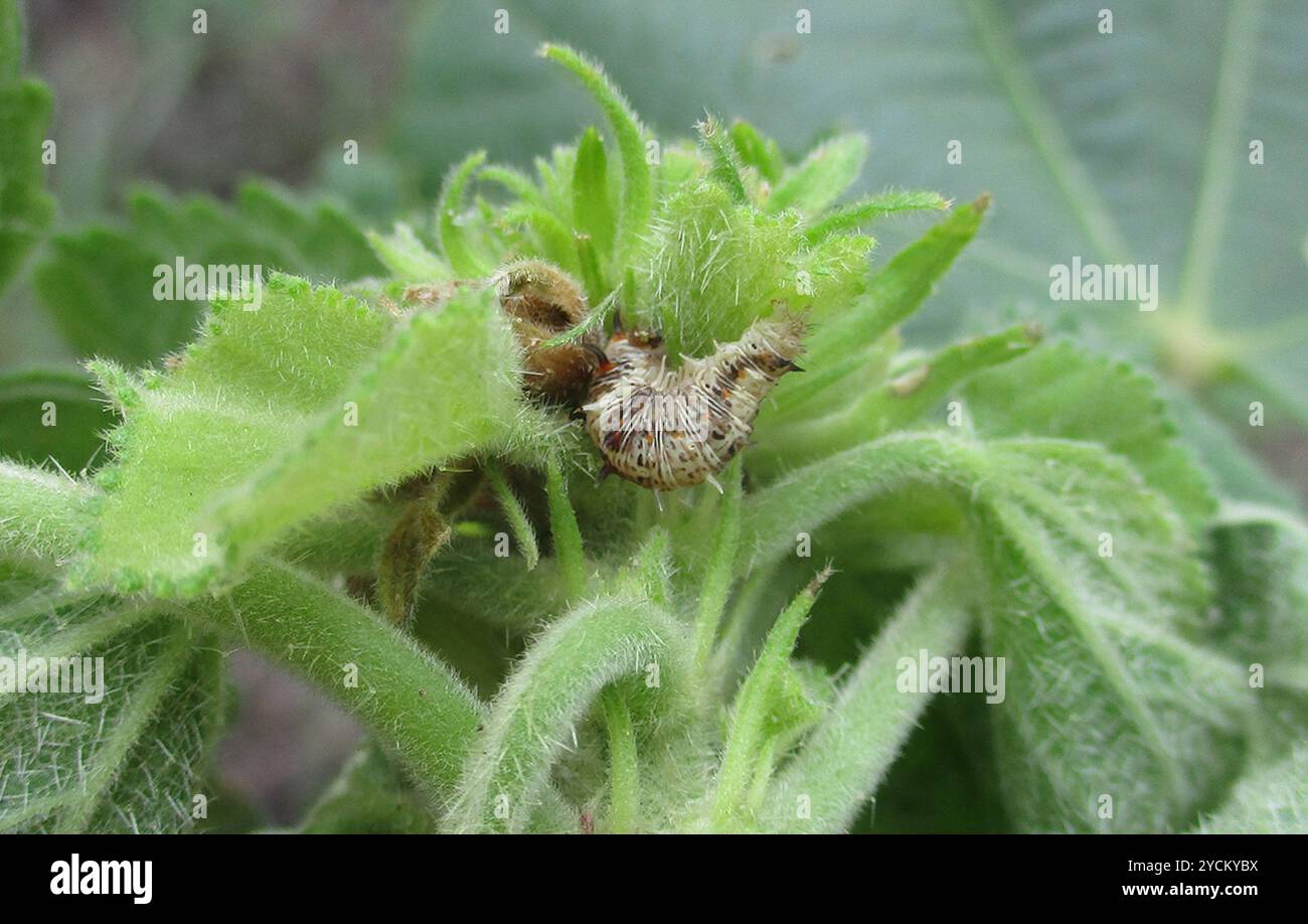 Spiny Bollworm (Earias biplaga) Insecta Stock Photo - Alamy