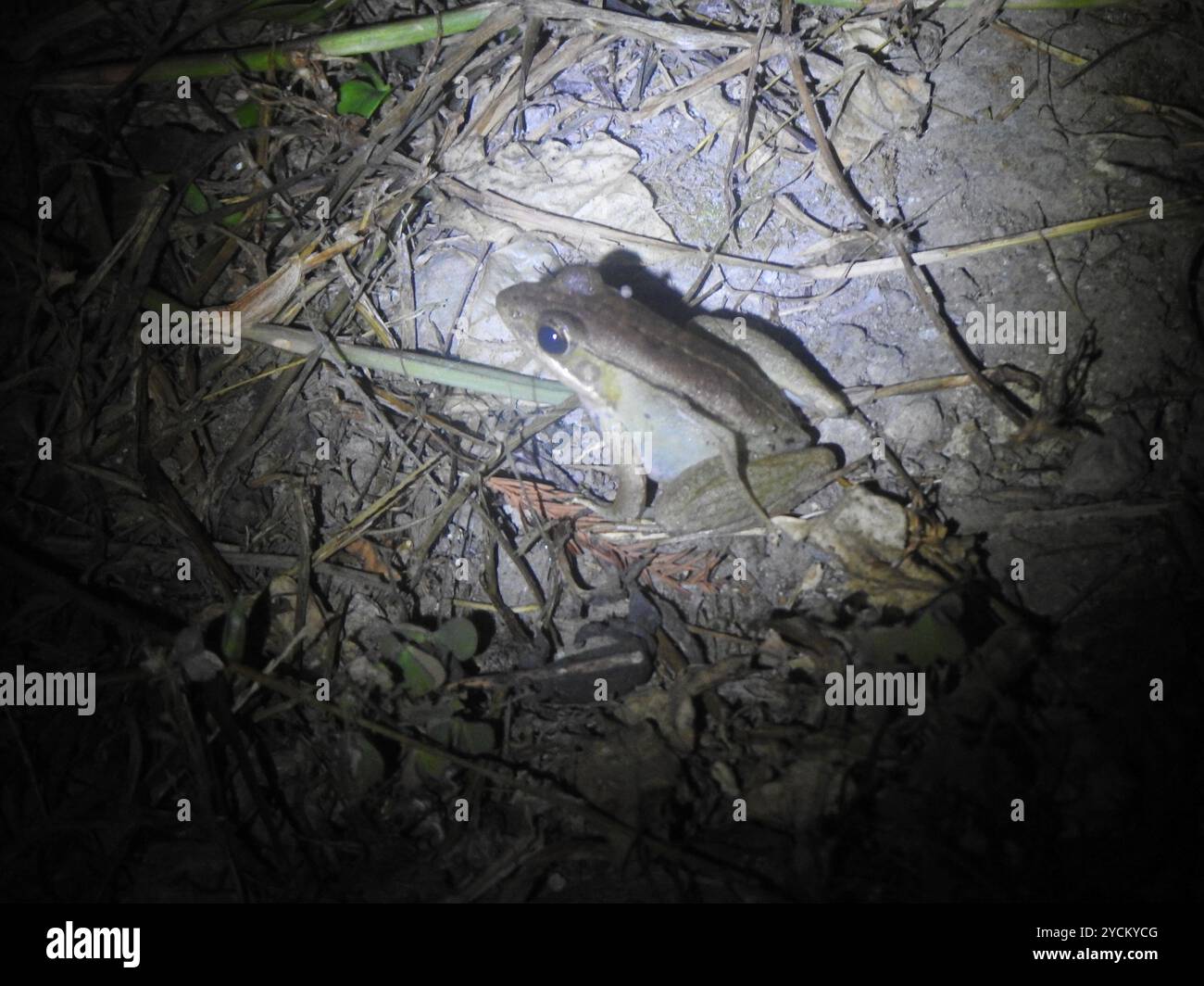 Olive Frog (Nidirana adenopleura) Amphibia Stock Photo - Alamy