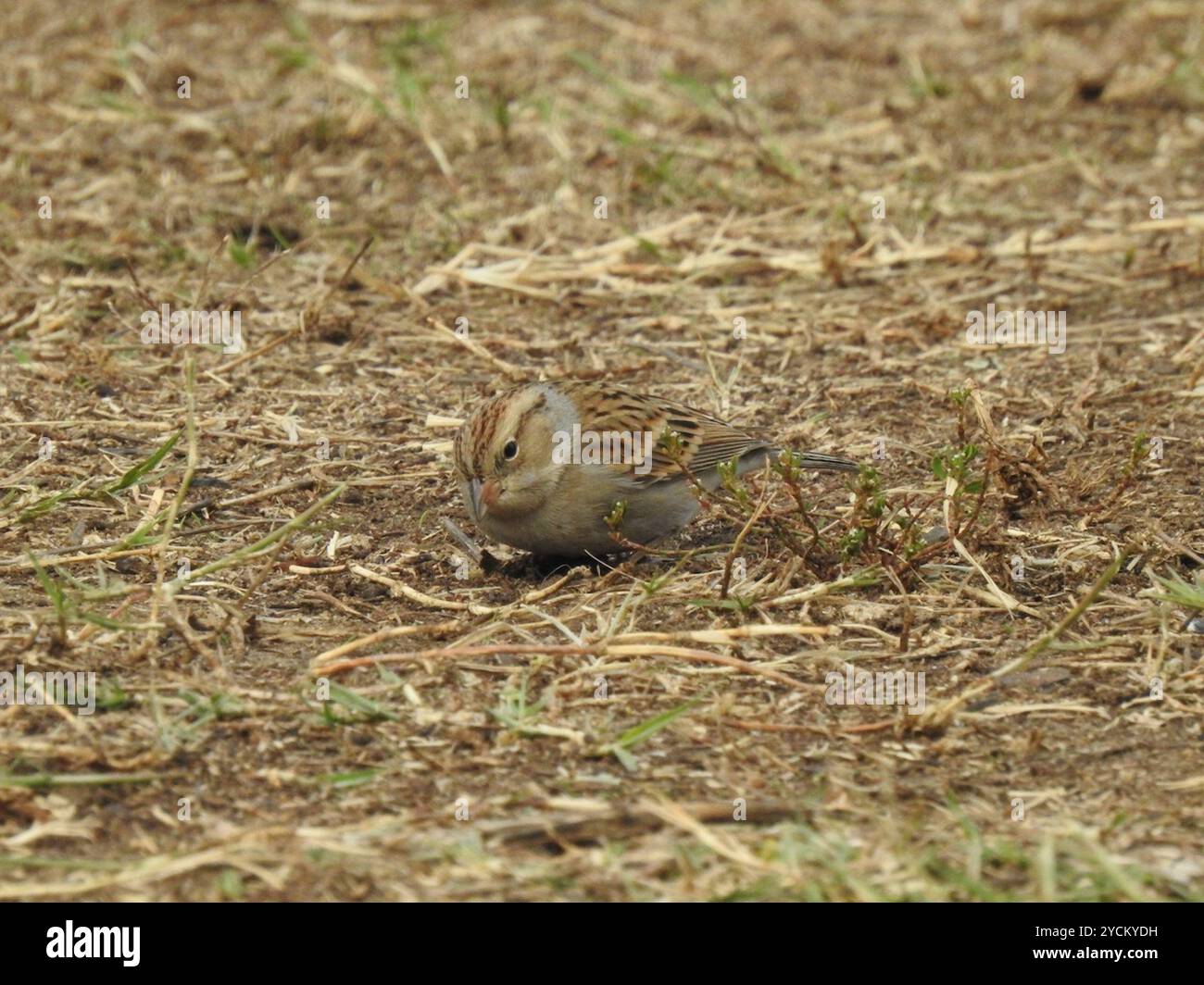 Chipping Sparrow (Spizella passerina) Aves Stock Photo - Alamy