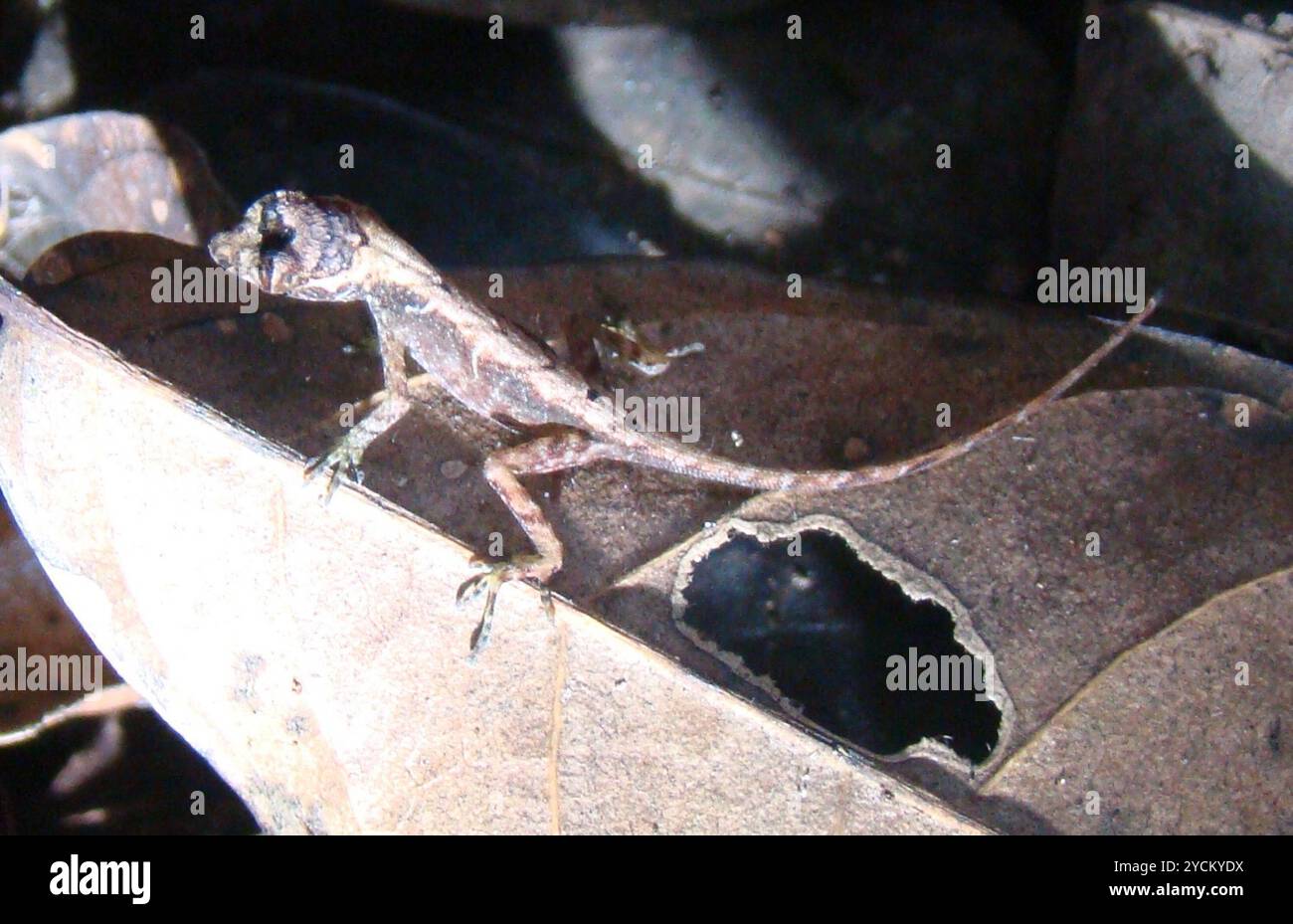 Anolis humilis hi-res stock photography and images - Alamy