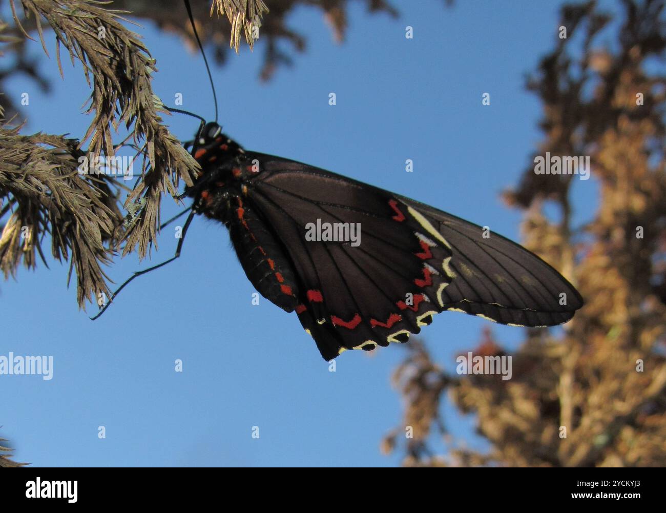 Polydamas Swallowtail (Battus polydamas) Insecta Stock Photo - Alamy