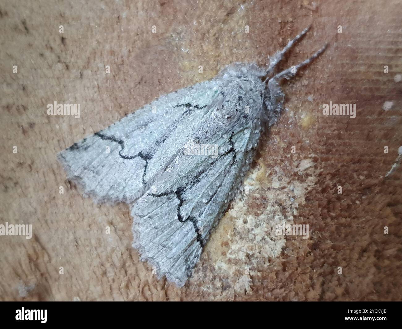 Forest Semilooper (Declana floccosa) Insecta Stock Photo - Alamy
