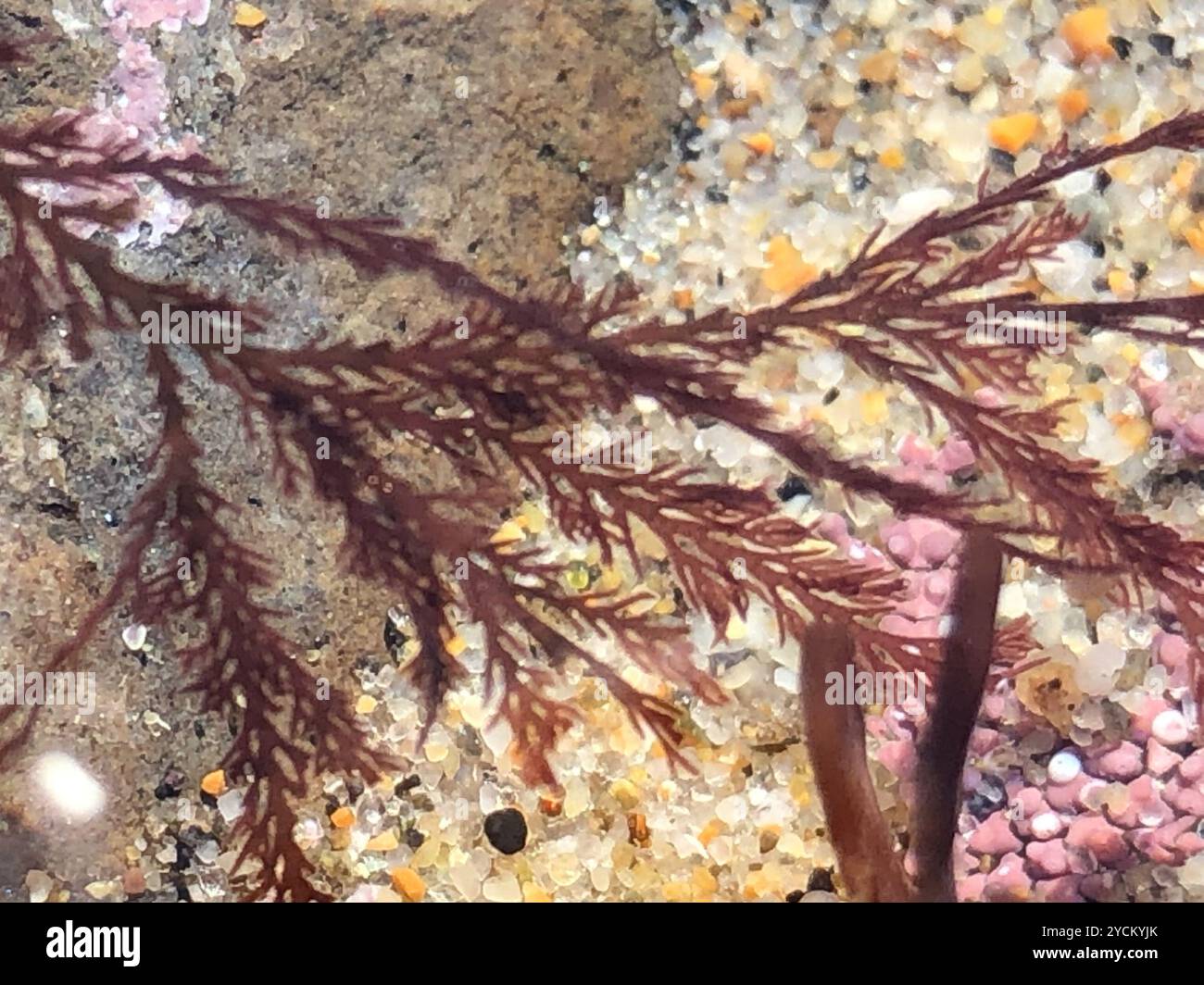 red algae (Rhodophyta) Plantae Stock Photo - Alamy
