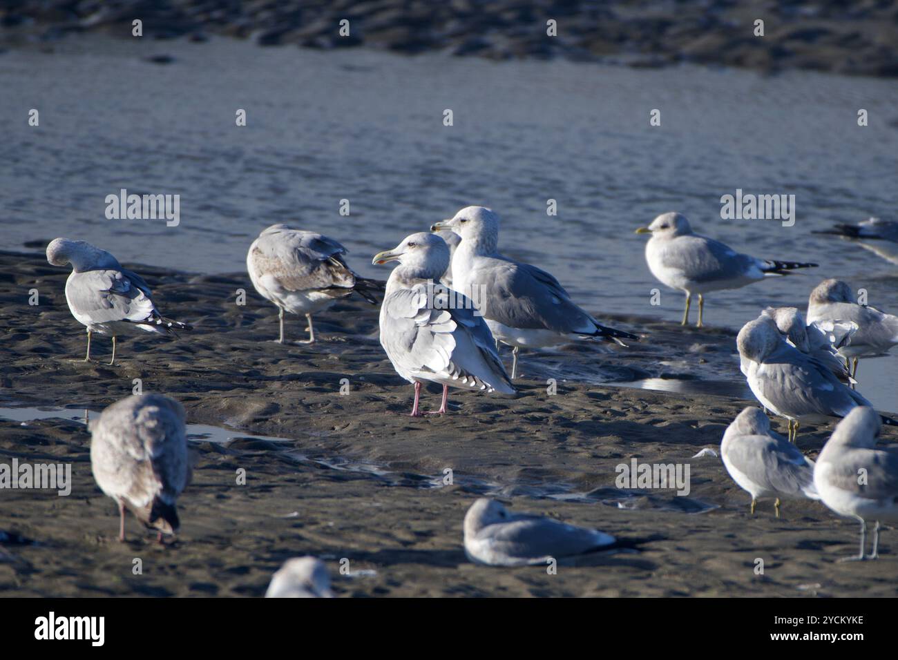 Larus glaucoides thayeri hi-res stock photography and images - Alamy