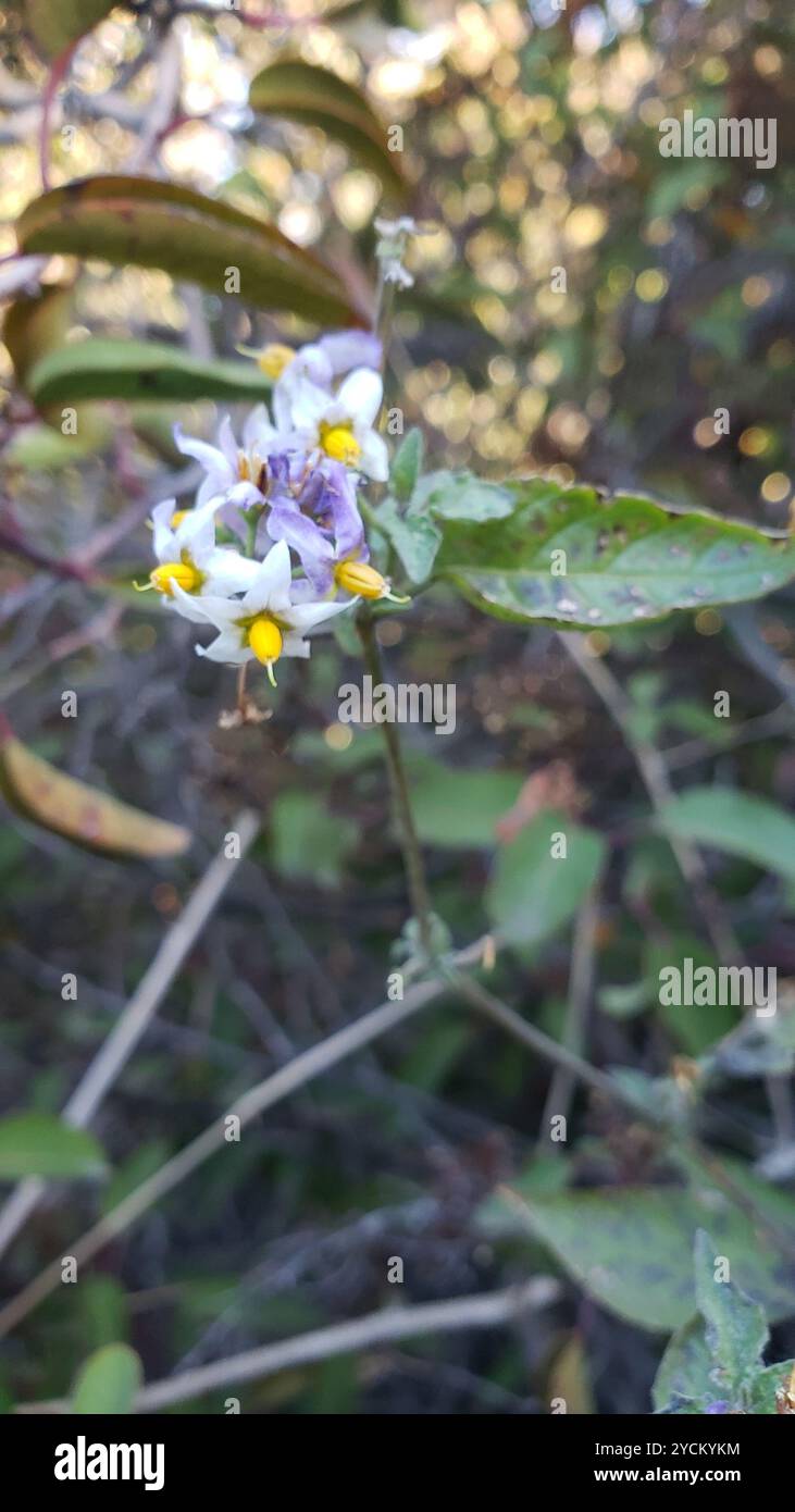 greenspot nightshade (Solanum douglasii) Plantae Stock Photo - Alamy