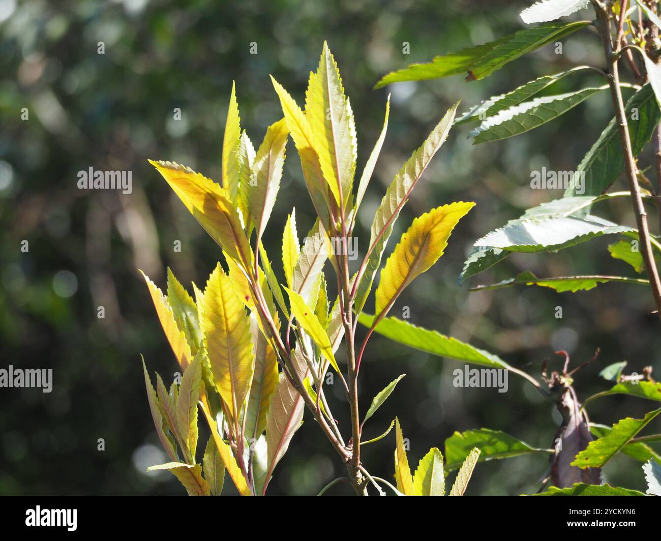 Bronze Loquat (Eriobotrya deflexa) Plantae Stock Photo - Alamy
