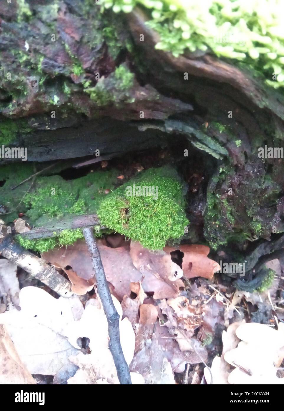 Cape Thread-moss (Orthodontium lineare) Plantae Stock Photo - Alamy