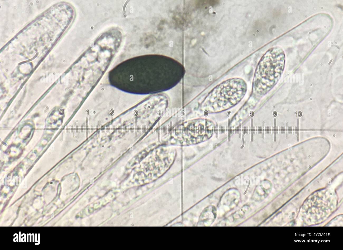 (Podospora anserina) Fungi Stock Photo - Alamy