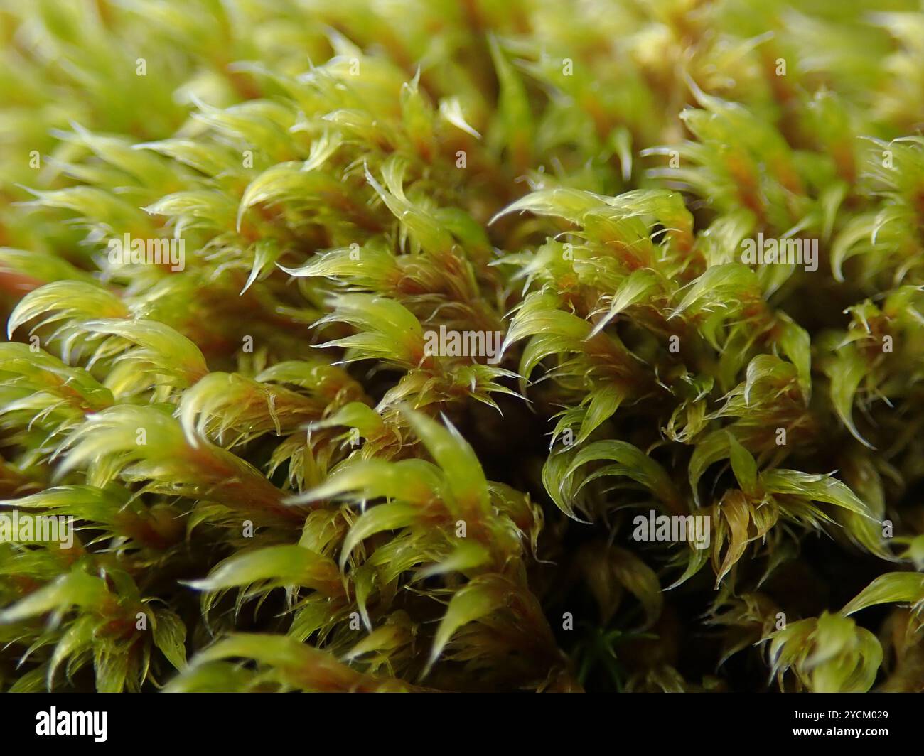 Woolly Fringe-moss (Racomitrium lanuginosum) Plantae Stock Photo - Alamy