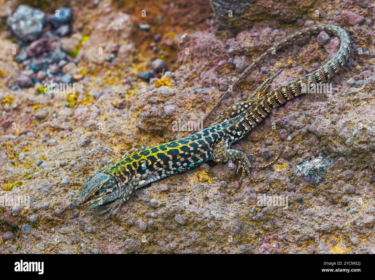 Italian wall lizard or ruin lizard - Podarcis siculus Stock Photo - Alamy