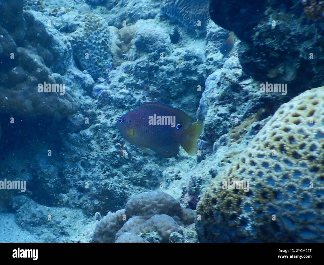 Princess Damsel (Pomacentrus vaiuli) Actinopterygii Stock Photo - Alamy