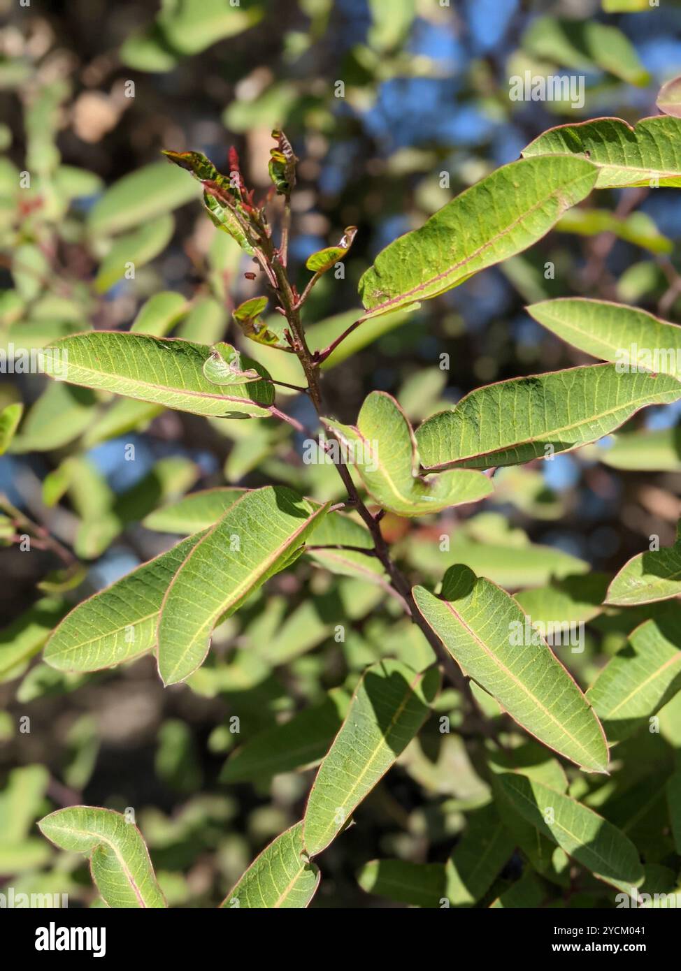 laurel sumac (Malosma laurina) Plantae Stock Photo - Alamy