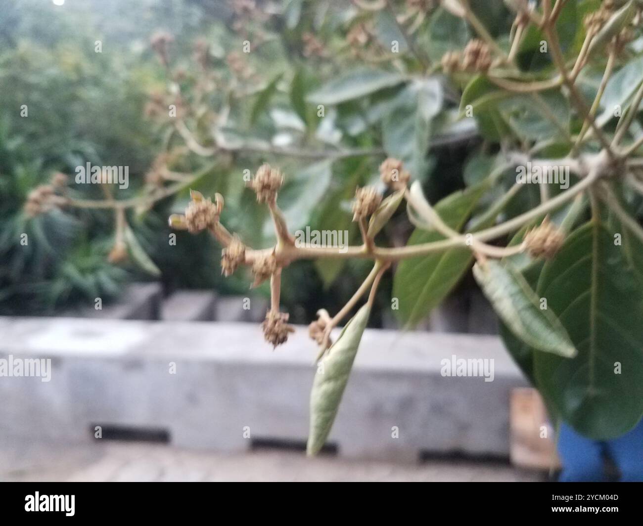 Spanish elm (Cordia alliodora) Plantae Stock Photo - Alamy