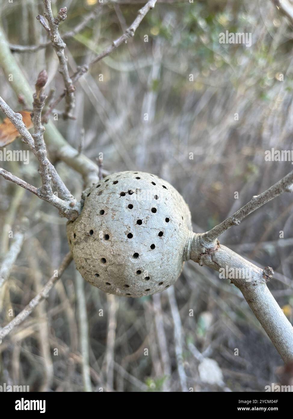 Gouty Stem Gall Wasp (Callirhytis quercussuttoni) Insecta Stock Photo ...