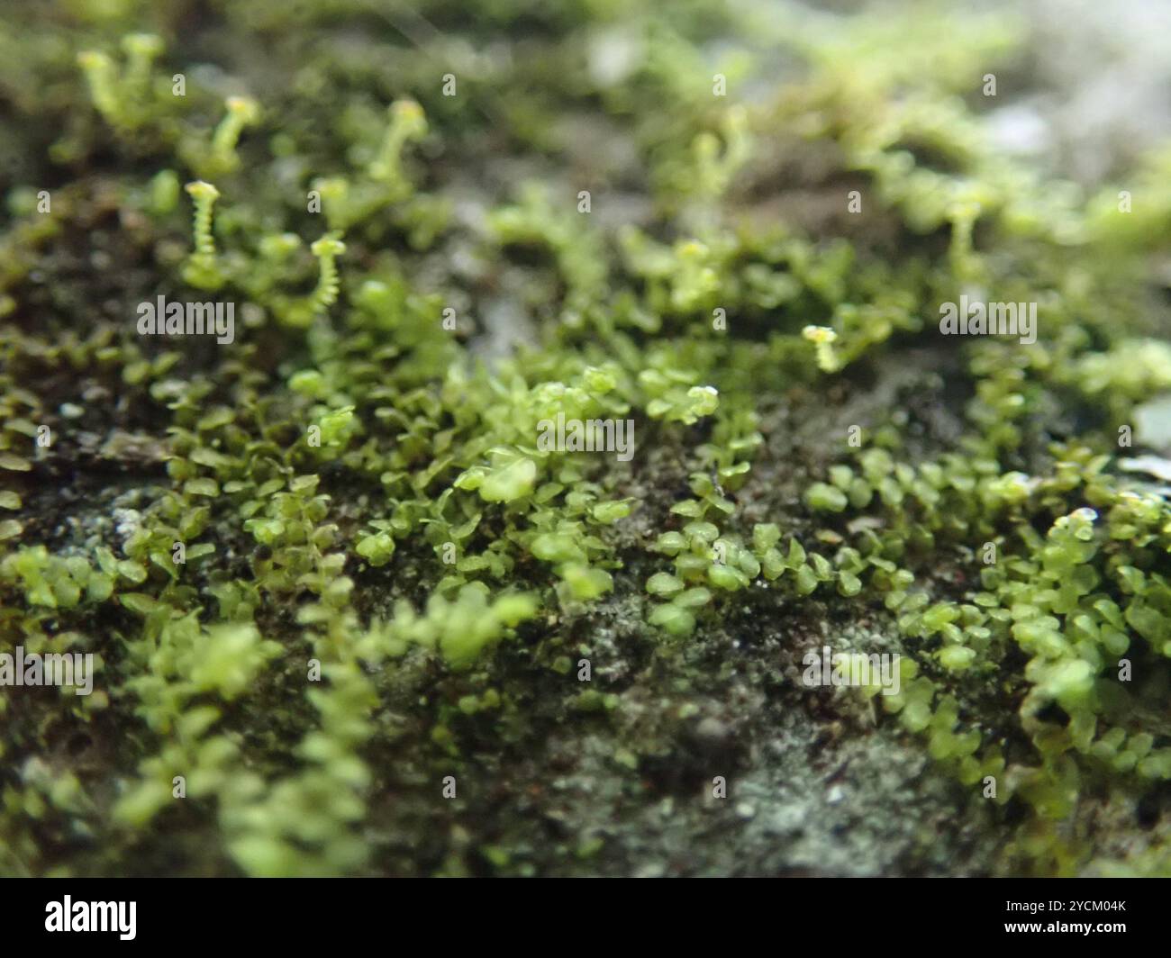 leafy and simple thalloid liverworts (Jungermanniopsida) Plantae Stock ...