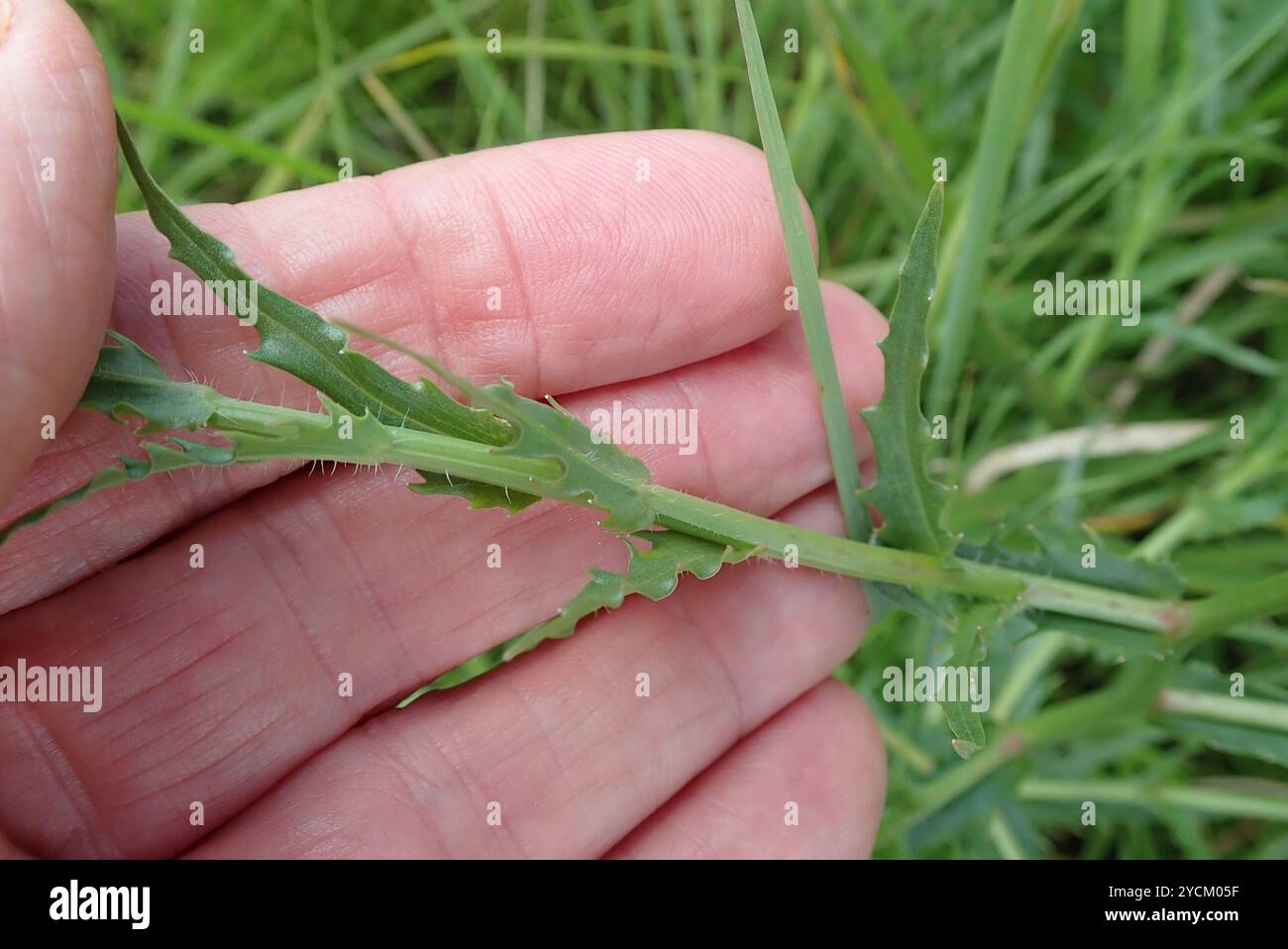 African Blue Bell (Wahlenbergia undulata) Plantae Stock Photo - Alamy