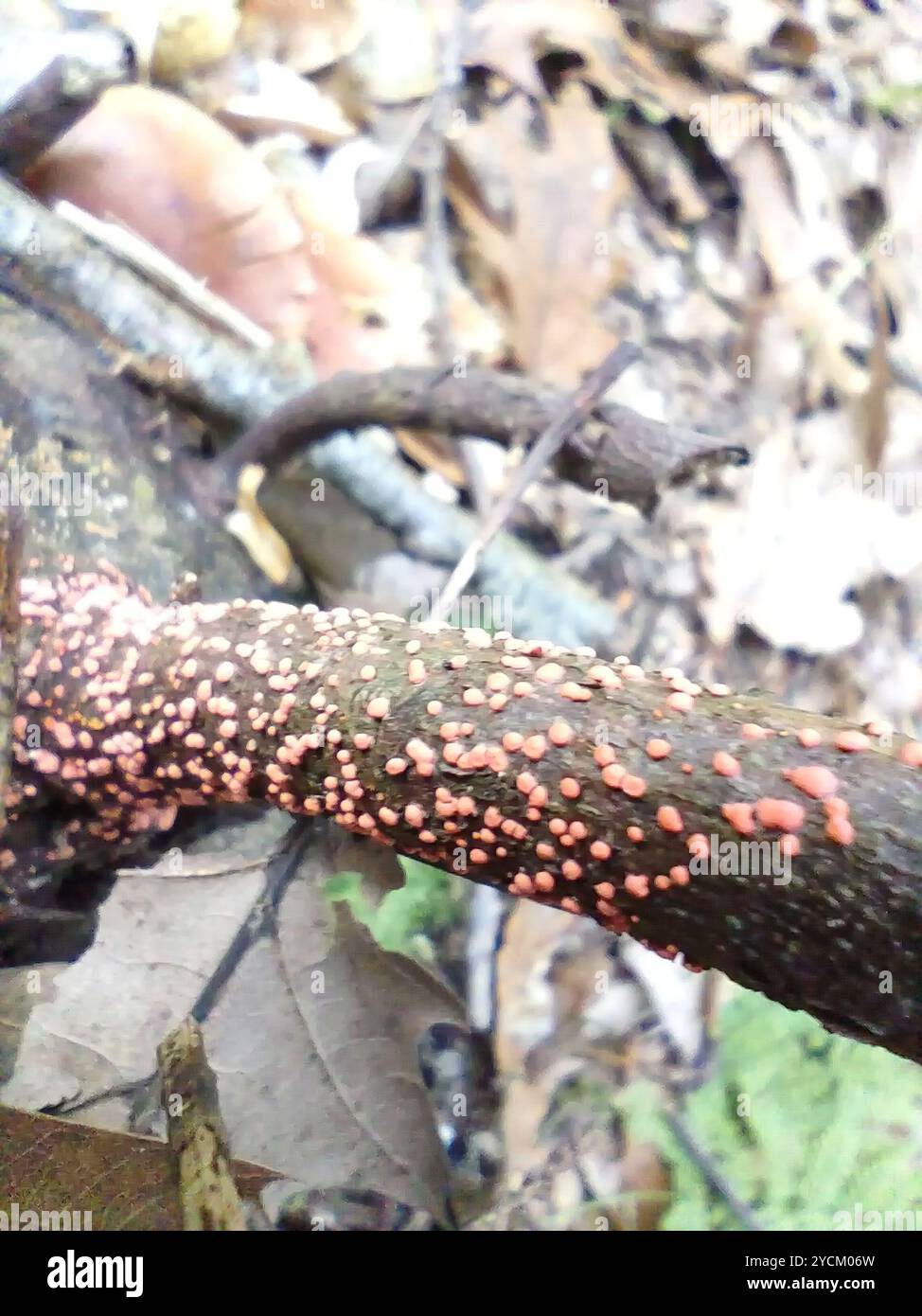 Coral Spot (Nectria cinnabarina) Fungi Stock Photo - Alamy