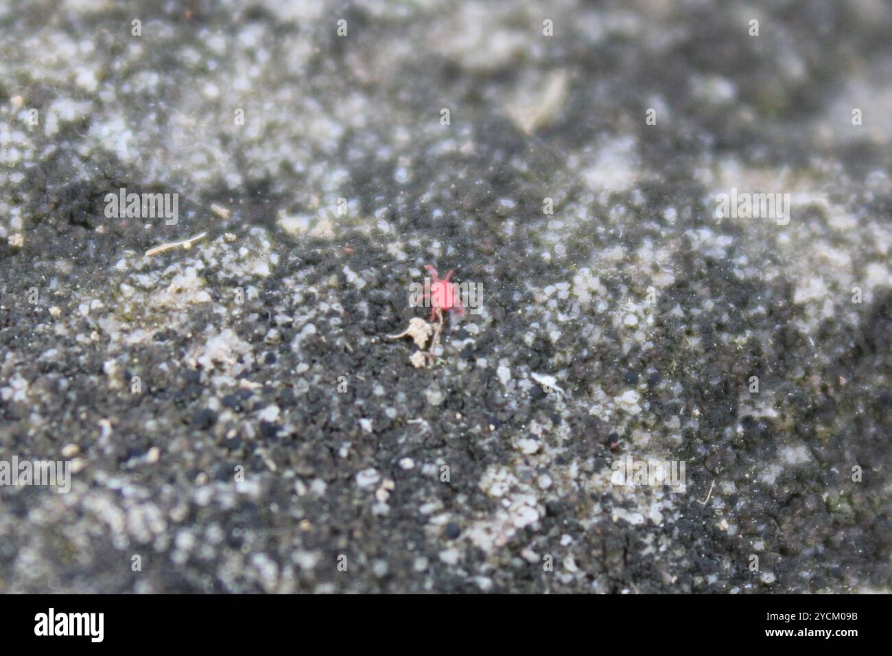 Sidewalk Mites (Balaustium) Arachnida Stock Photo - Alamy