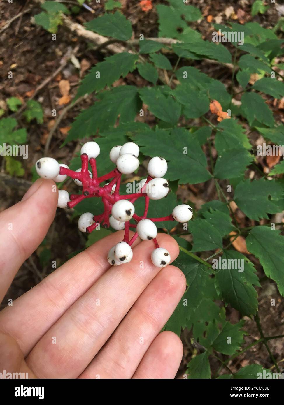 white baneberry (Actaea pachypoda) Plantae Stock Photo - Alamy