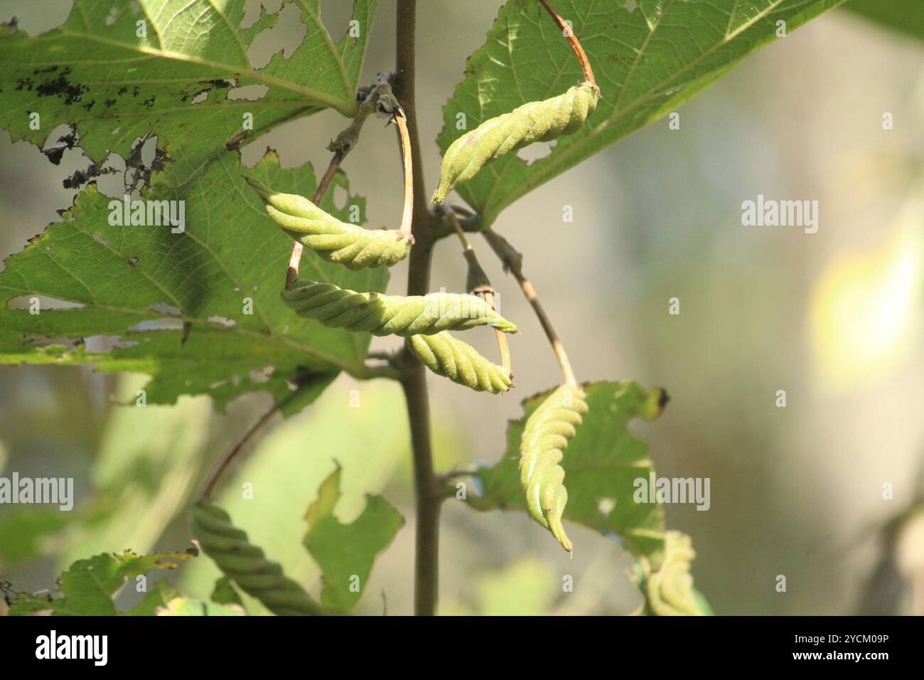 East Indian screw tree (Helicteres isora) Plantae Stock Photo - Alamy