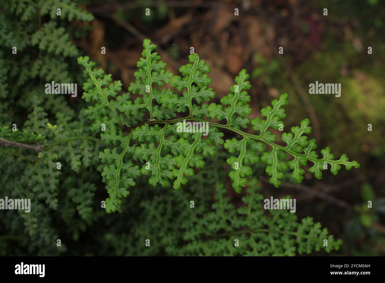 ferns (Polypodiopsida) Plantae Stock Photo - Alamy